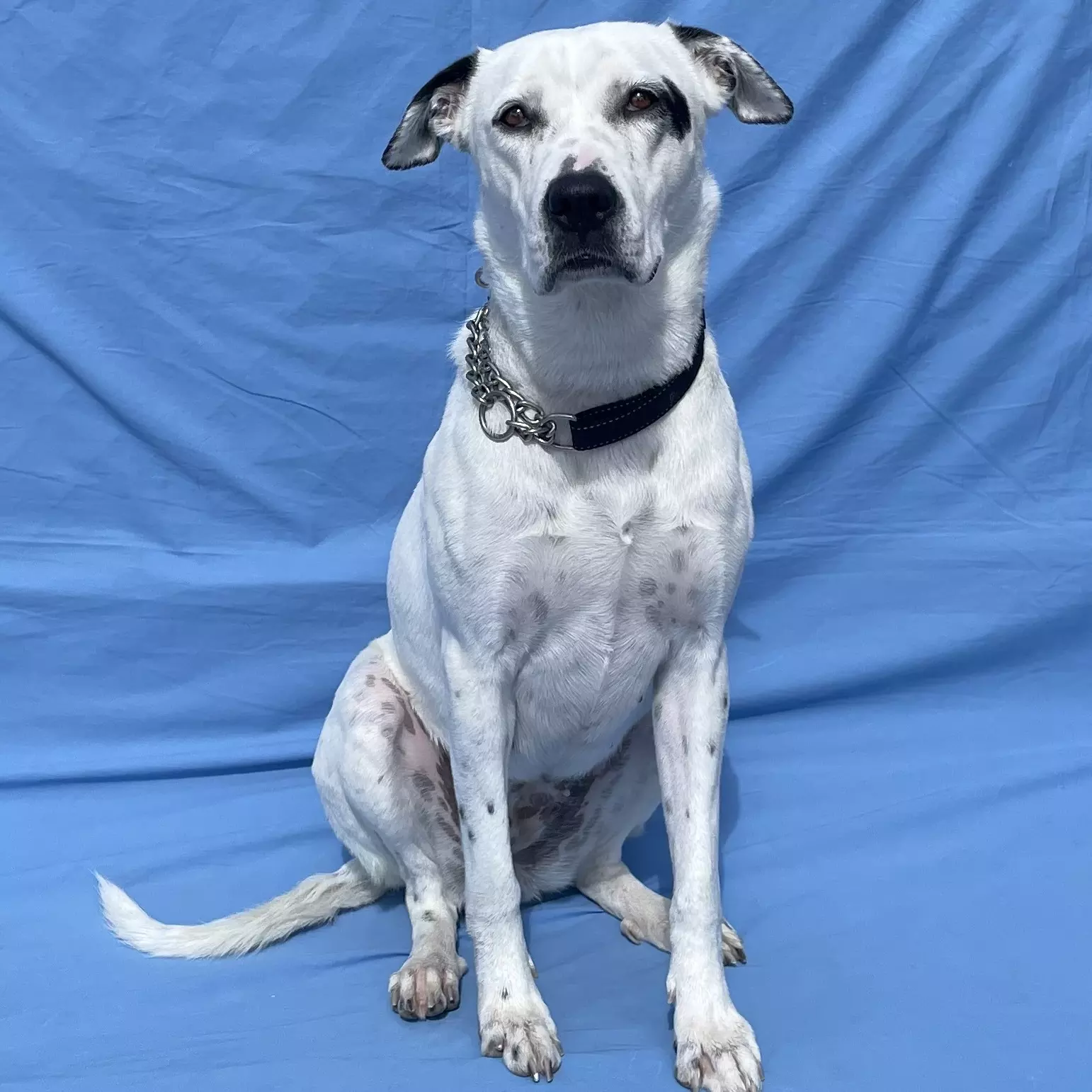 Prison Trained K9 Program | Colorado Correctional Industries